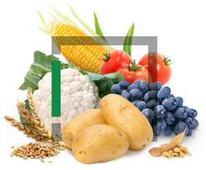 Nutriag – Leaders in Plant Nutrition