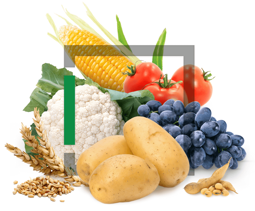 Nutriag – Leaders in Plant Nutrition